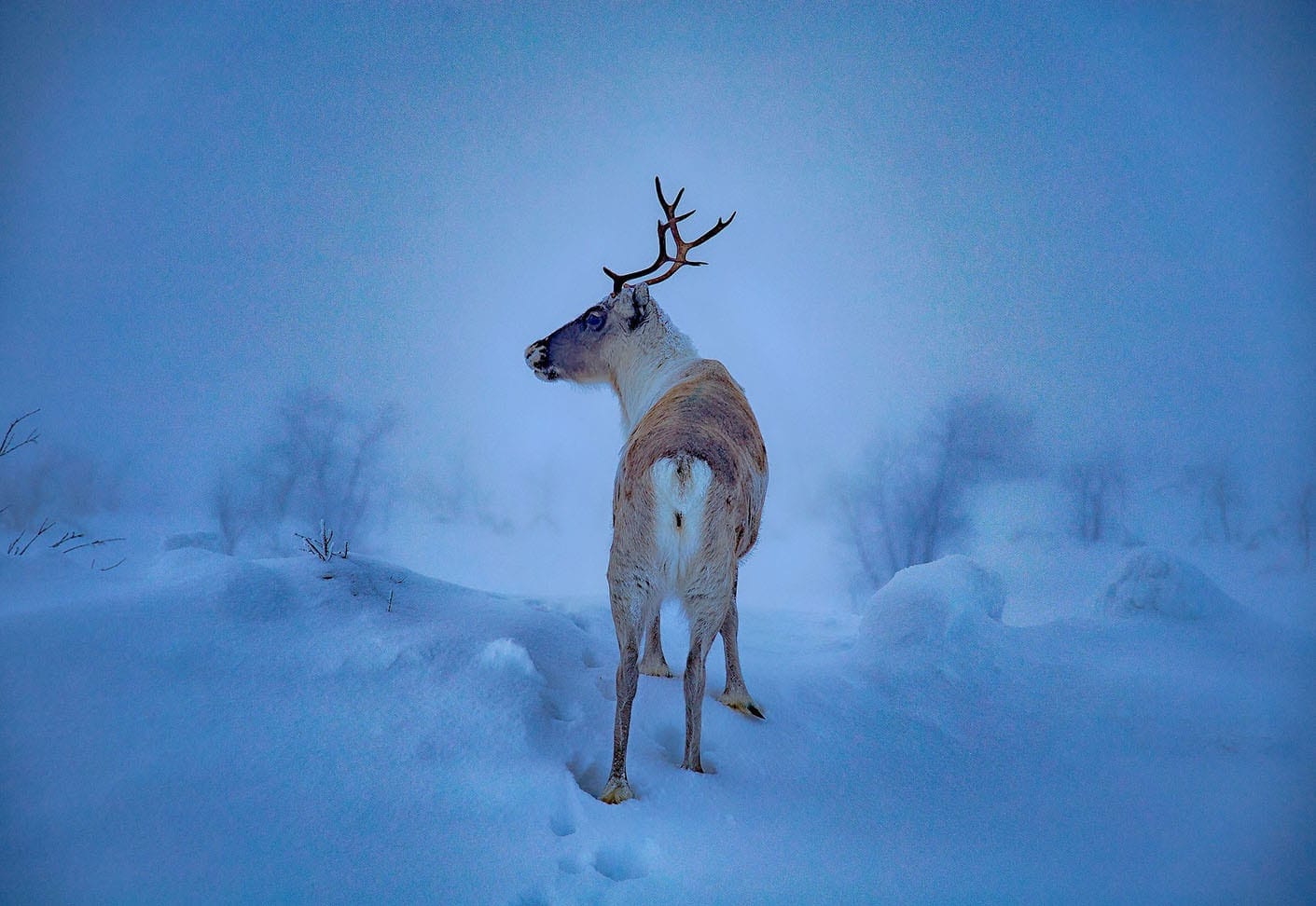 Sami national day – celebrate Sami national day with traditional ...